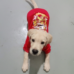 红太阳小陈 