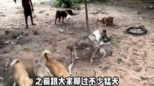 十大猛犬排名,跟你心里想的一样吗