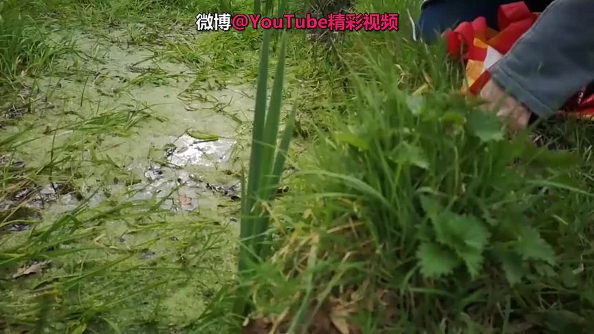 英国博主从池塘里舀了瓶浑水,却从中观察到一个微型生态系统!