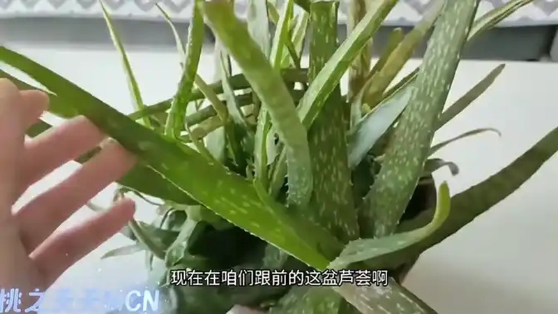 中华芦荟是个宝,家里有一棵,能解决不少烦恼,现在知道还不晚