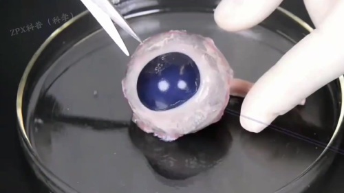 眼睛内部结构到底是怎么样的,它为何被称为第二大器官