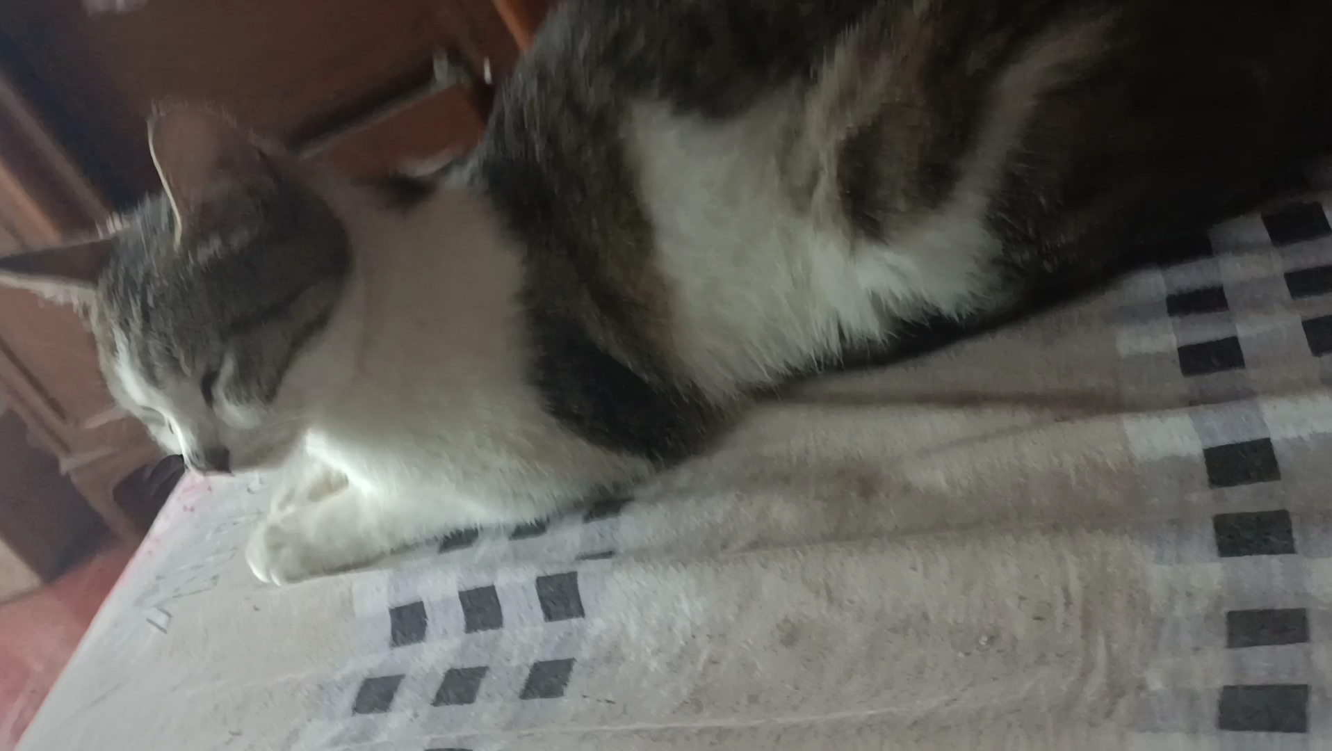 小猫送走,母猫涨奶怎么解决?