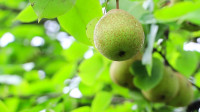 梨具有降低血压、养阴清热的功效。能促进食欲,帮助消化,并有利尿...