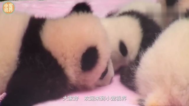 .十分妖娆的坐在老爷椅上,还淡定的挠着痒痒