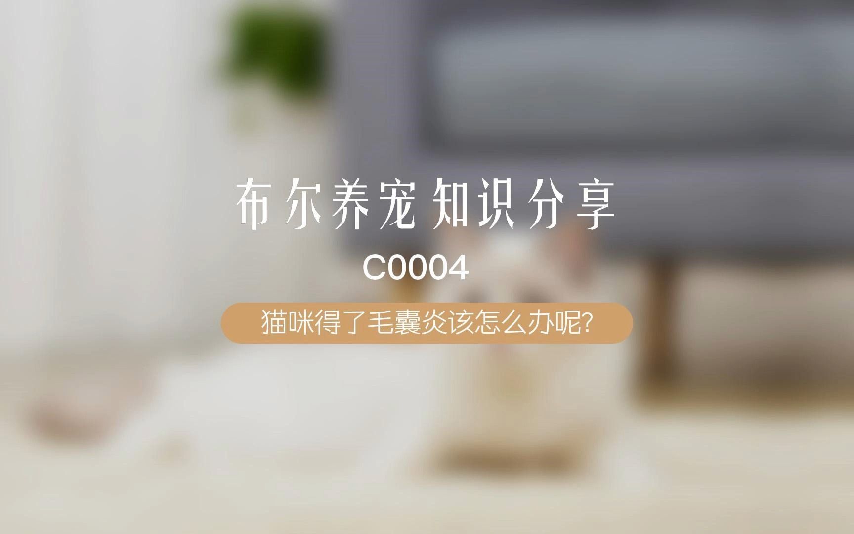 猫咪得了毛囊炎怎么办?