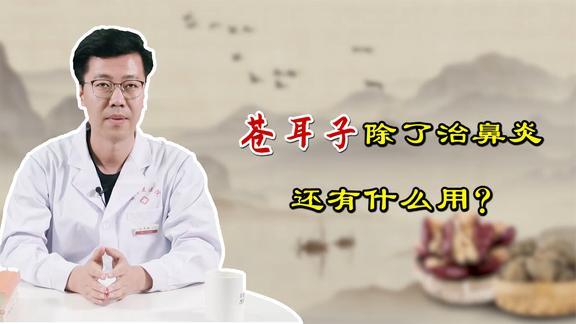 苍耳子不仅能治鼻炎、通鼻窍,还能祛风除湿,.