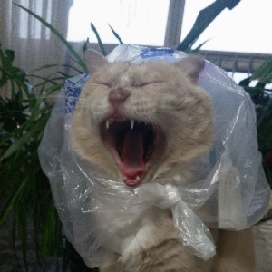 熏染樱落 