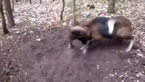 羊被小树挂住角,羊懵了,树懵了,网友表示:我也懵了