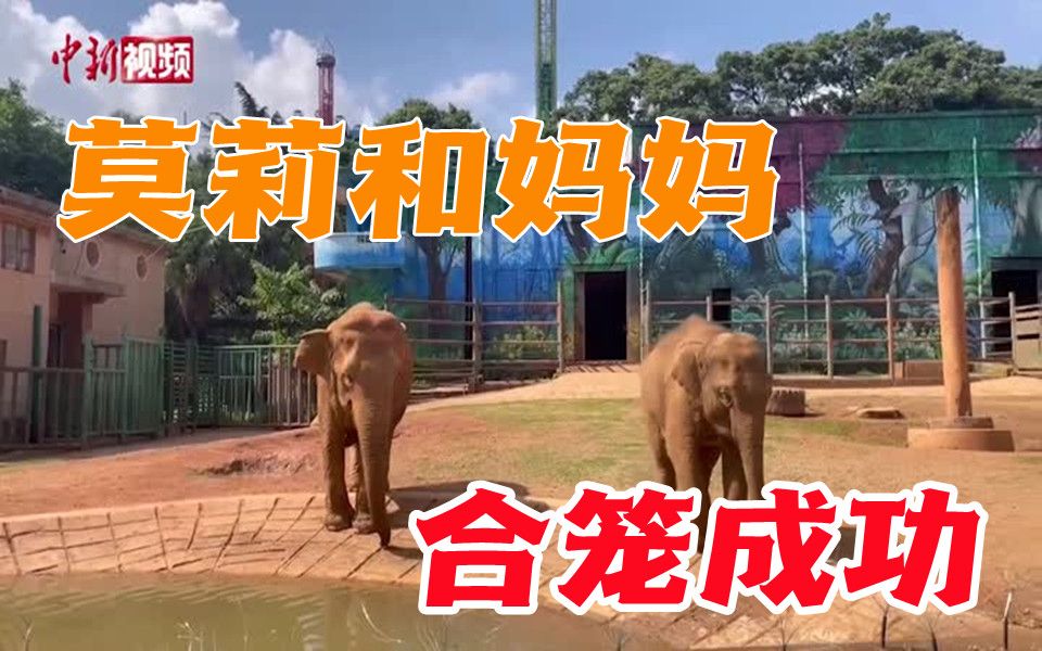 合笼成功!小象“莫莉”和象妈妈相处融洽!