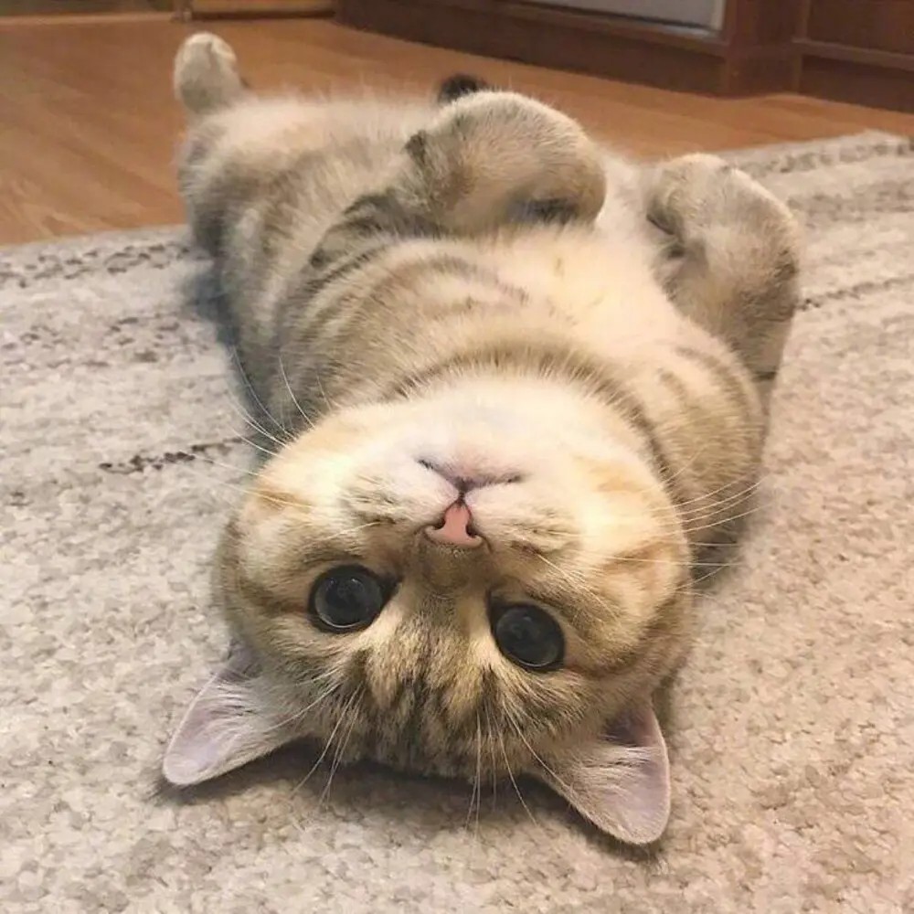 猫猫来游戏 