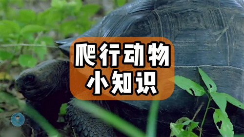 爬行动物小知识