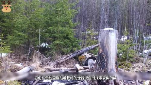 动物疯狂啃树桩?揭秘森林里的神秘“啃树大会”