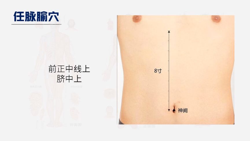 任脉穴位的定位,以上腹部为例