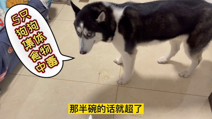 5只狗狗集体食物中毒,狂吐不止命悬一线,铲屎官吓得大哭起来!