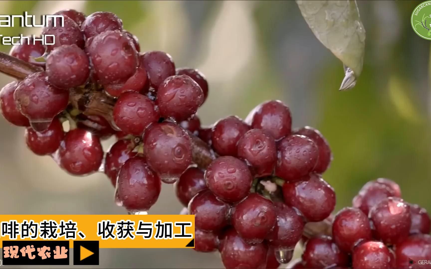 现代农业之——咖啡的栽培、收获及加工(老王讲糖系列视频)