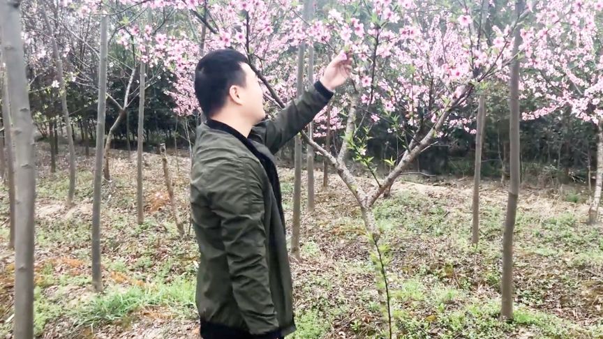 赵哥第三集,带大家了解水蜜桃树的生长过程。