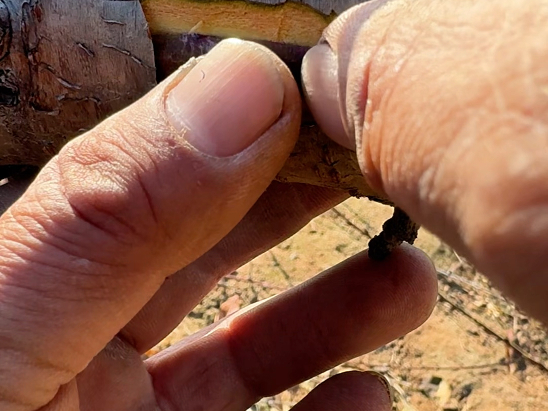 春季果树嫁接方法分享