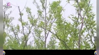 农民该如何种植枣子树?只要用对方法高产也容易!