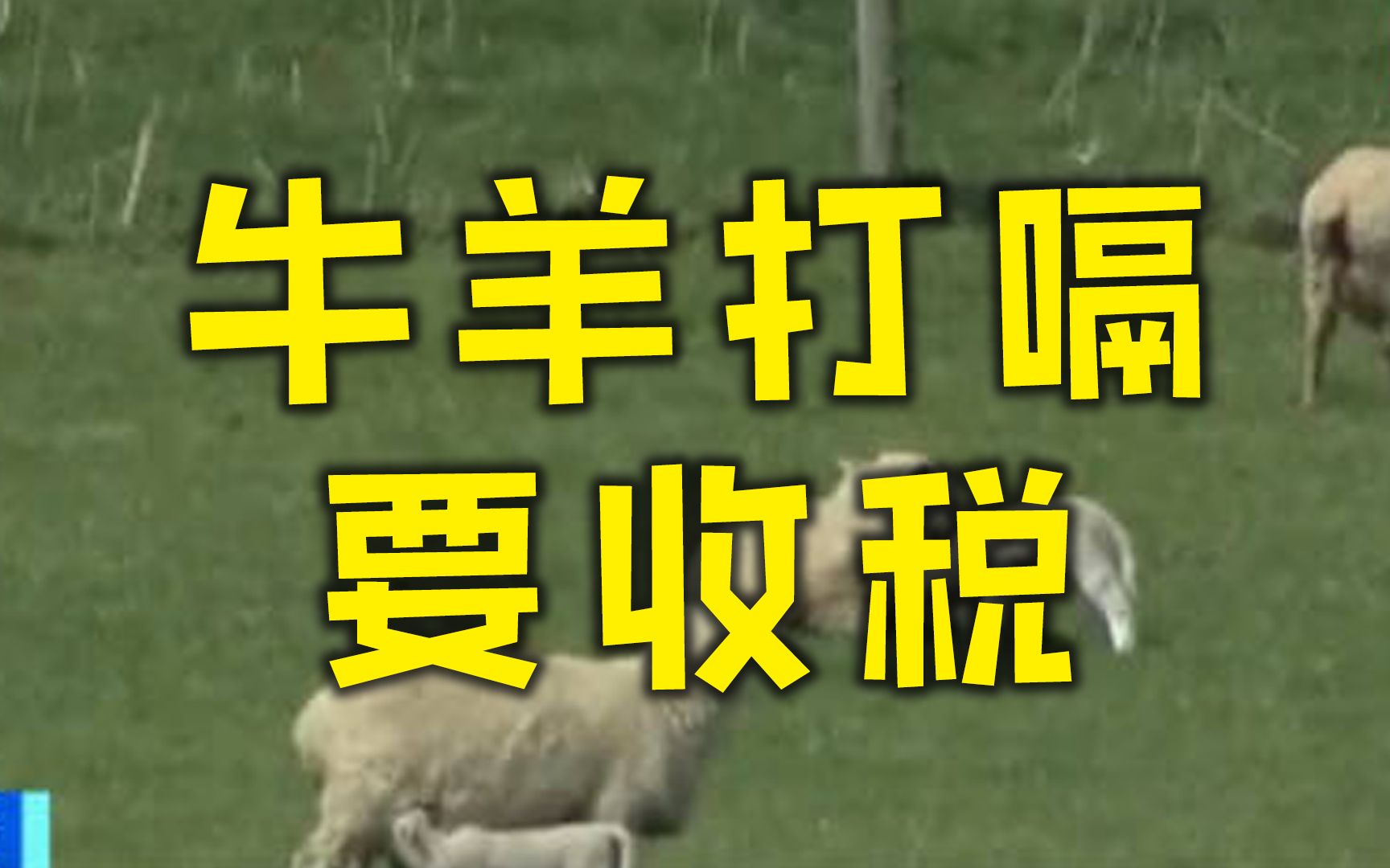 新西兰将对牛羊打嗝等征收排放税 2025年开始收费!