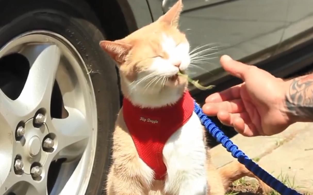 野生动物进城里,我们该如何与之相处?