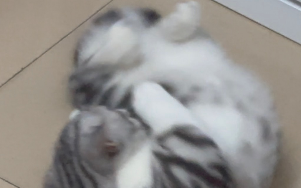 猫之蛄蛹者