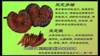 灵芝有什么作用?