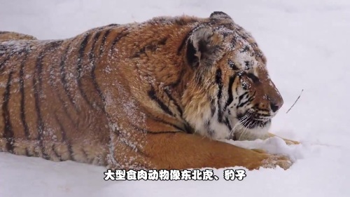 山林里有哪些动物