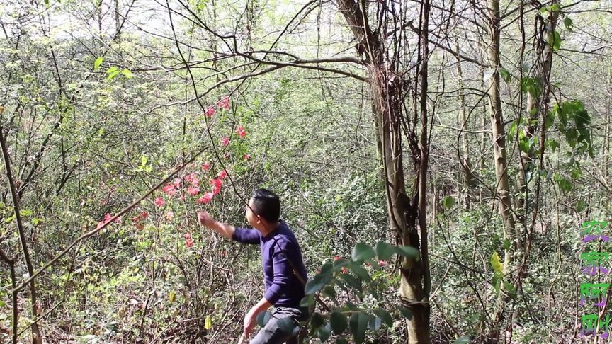 农村小伙上山找一种即可观赏又可食用还非常有药用价值的花