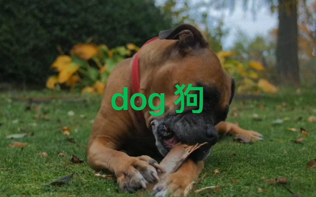 英语说词解字-dog