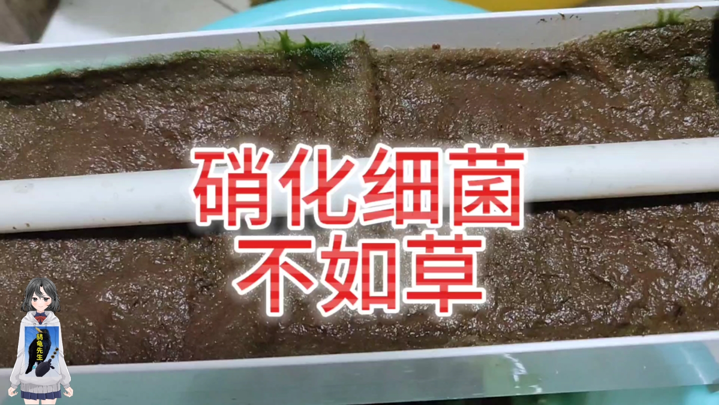 硝化细菌不如草,没有过滤器不能培菌?古法缸如何建立硝化系统。硝化...