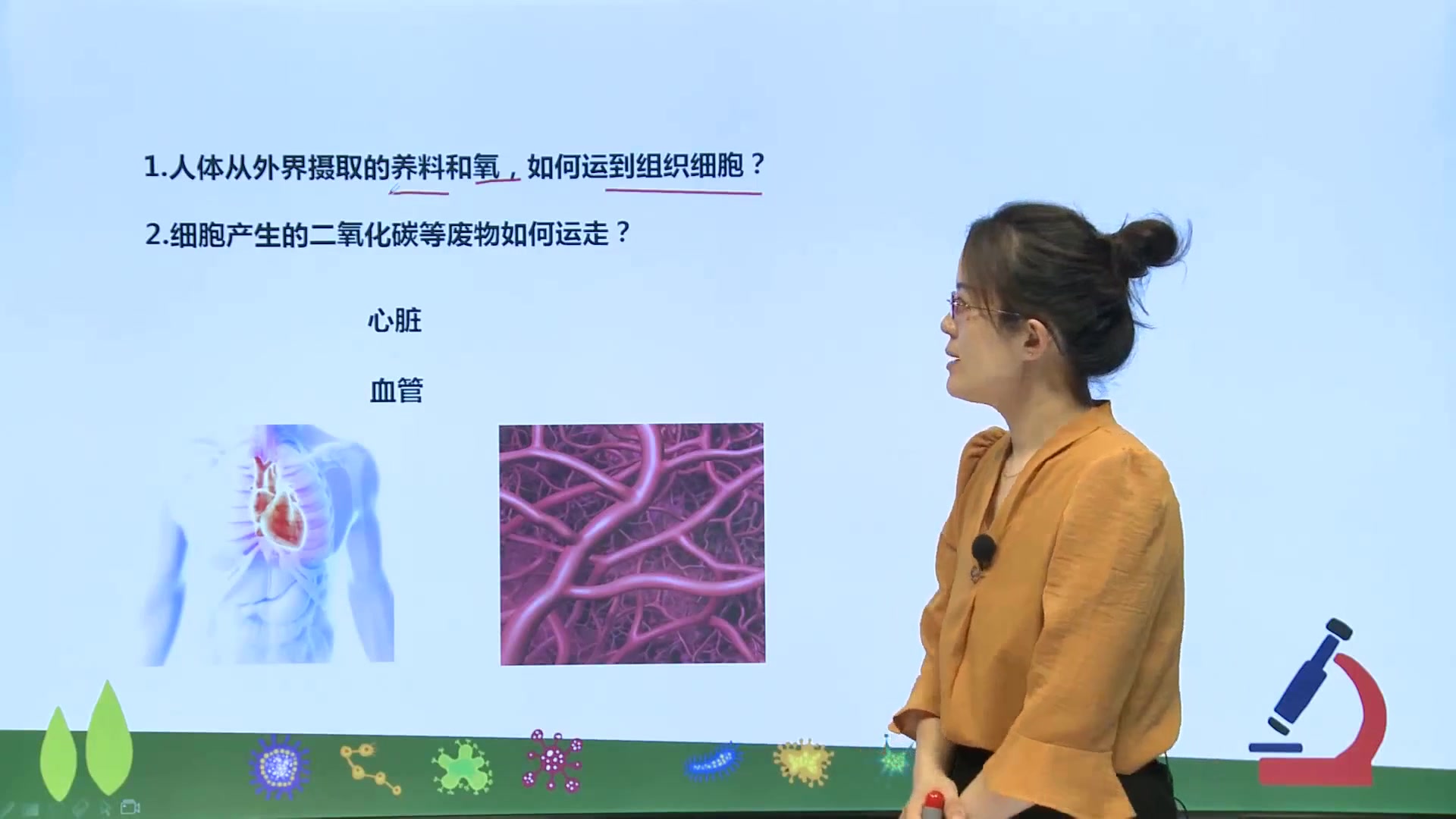 七年级生物人教版:流动的组织——血液,知识点解析