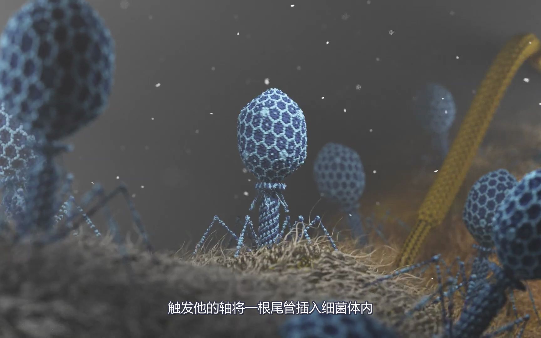 看看噬菌体是怎么侵染大肠杆菌的