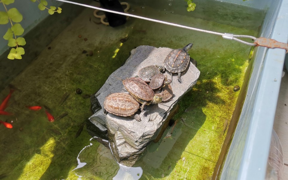 养龟半年未换水却仍然水清缸碧——豪华龟池的过滤讲解(沼泽过滤+...