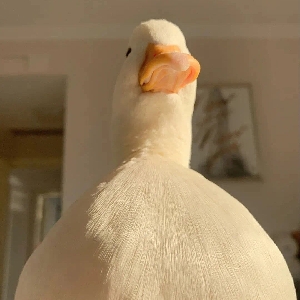 ___-66-___ 