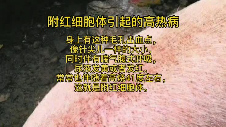 附红细胞体引起的高热病#猪病 #养猪 #猪价