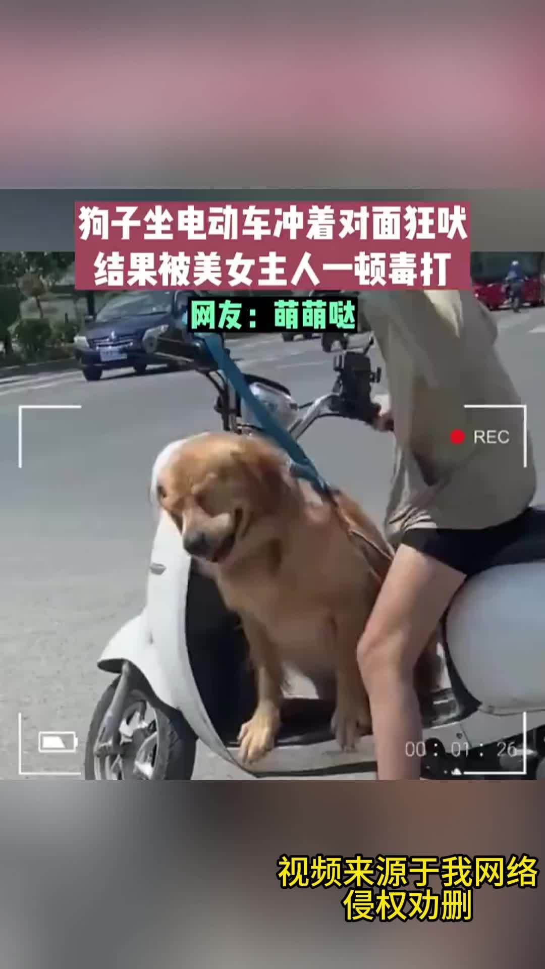 狗子坐电动车冲着对面狂吠,换来主人一顿打