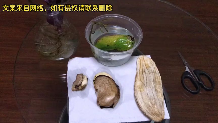 吃完的芒果核别扔,看看我们@二兔子爸 教大家#怎么种芒果核
