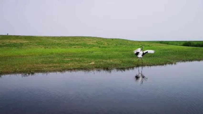 《一个真实的故事》,为爱鹤姑娘徐秀娟,创作的一首歌