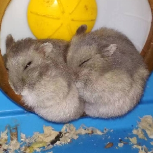 鼠叔叔家 