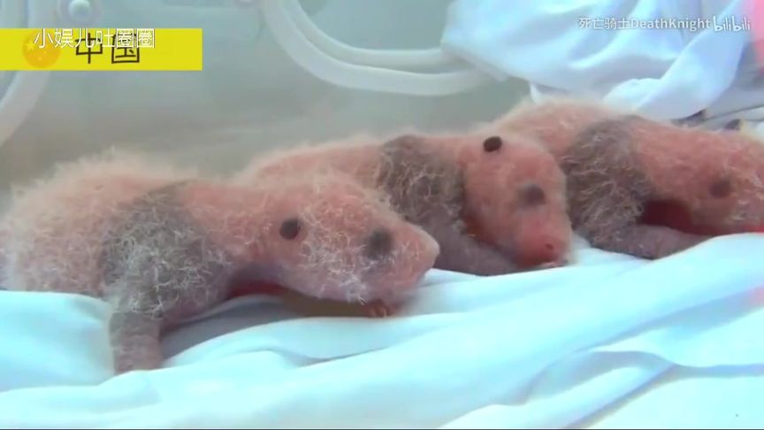大熊猫刚出生的时候是这个样子哈哈，好可爱