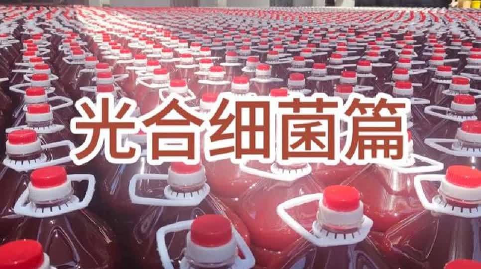 光合细菌在水产养殖中的应用 对虾养殖 光合细菌哪家好