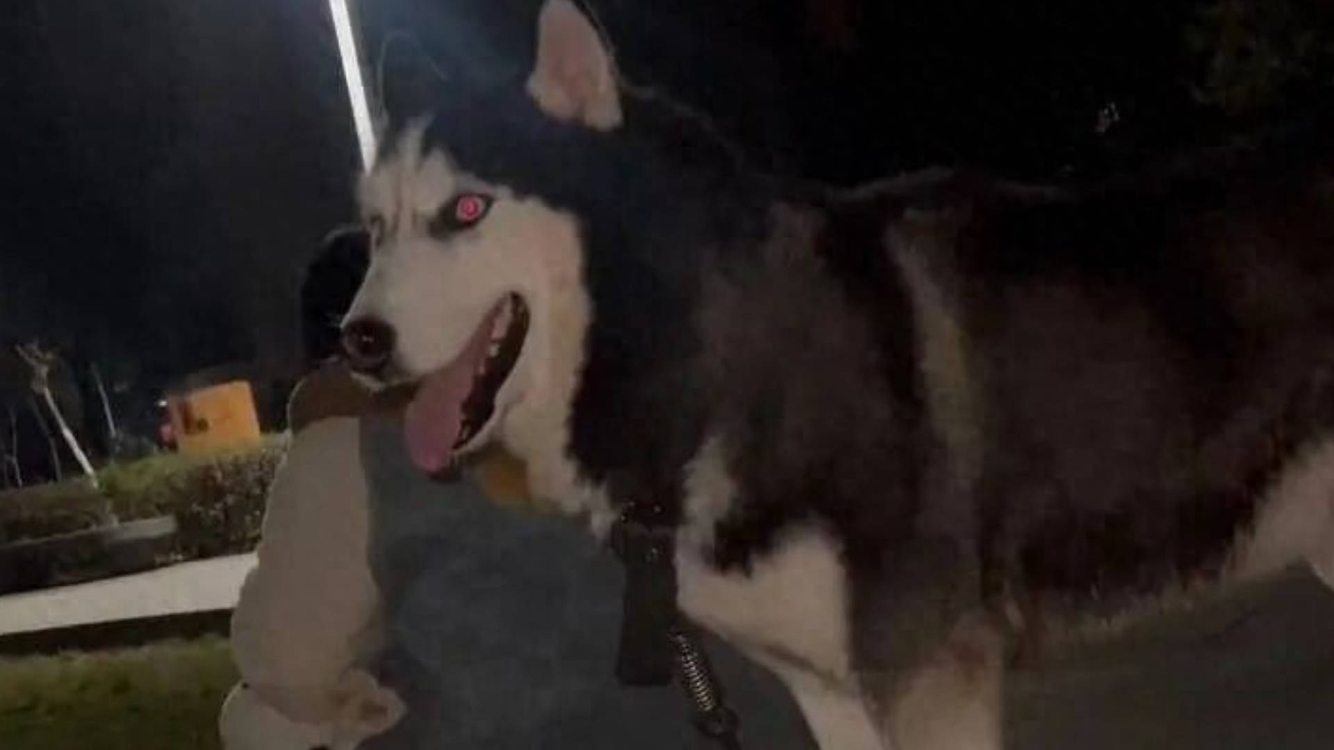 因质问女子遛狗不牵绳被打致轻伤二级 当事人:打人者犯故意伤害罪,...