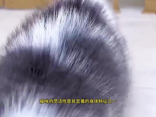 原来猫咪的灵活性是其显著的身体特征之一