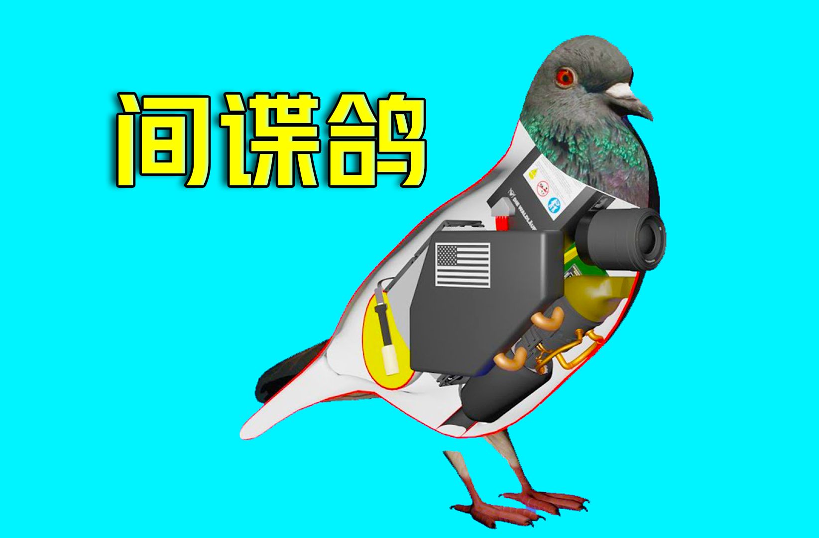 美俄暗黑战争的侦察利器,间谍鸽的工作原理!
