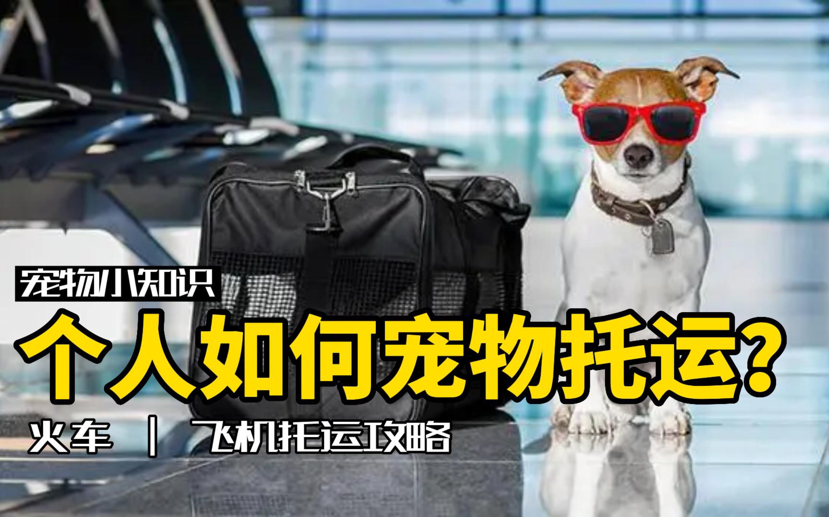 怎么自己带宠物坐火车飞机?宠物托运全攻略