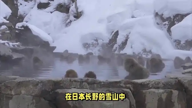 长野雪猴泡温泉行为研究:从动物社会到人类社会的启示
