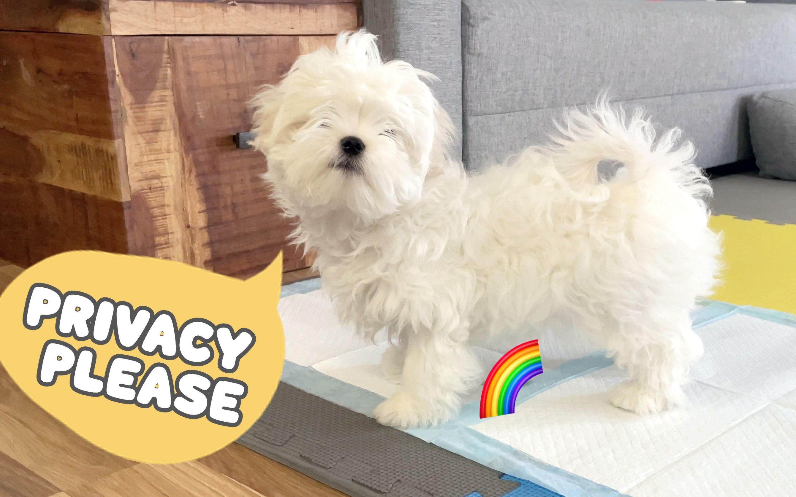 如何训练你的小狗上厕所! 非常简单的指南