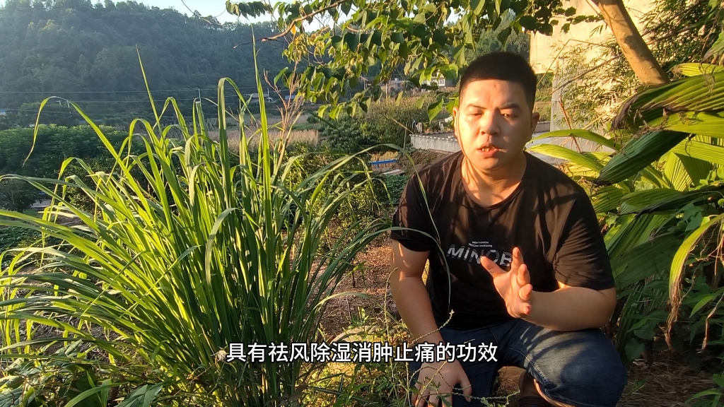香茅草一种常用的香料,也是一味不可多得的药材,你的家乡叫什么呢?