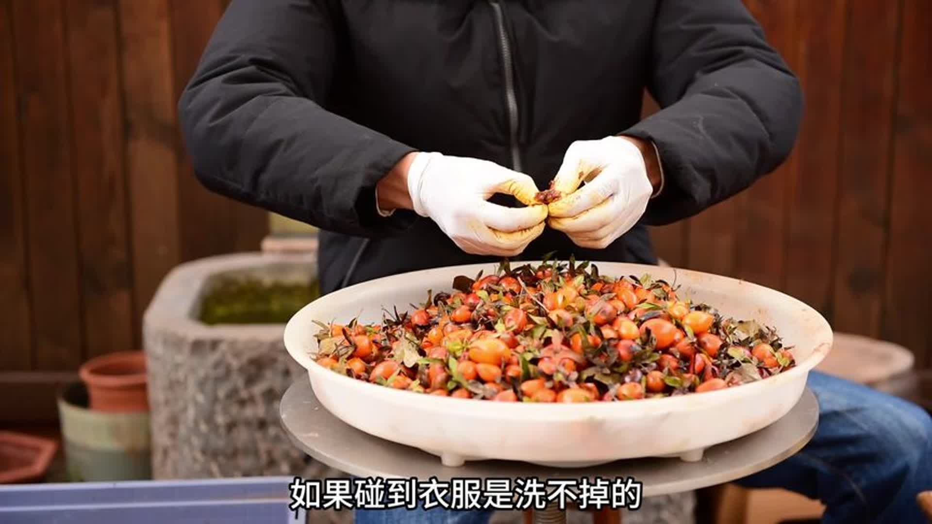 老鸦柿播种 老鸦柿的种子太难处理了,你有什么好办法吗?