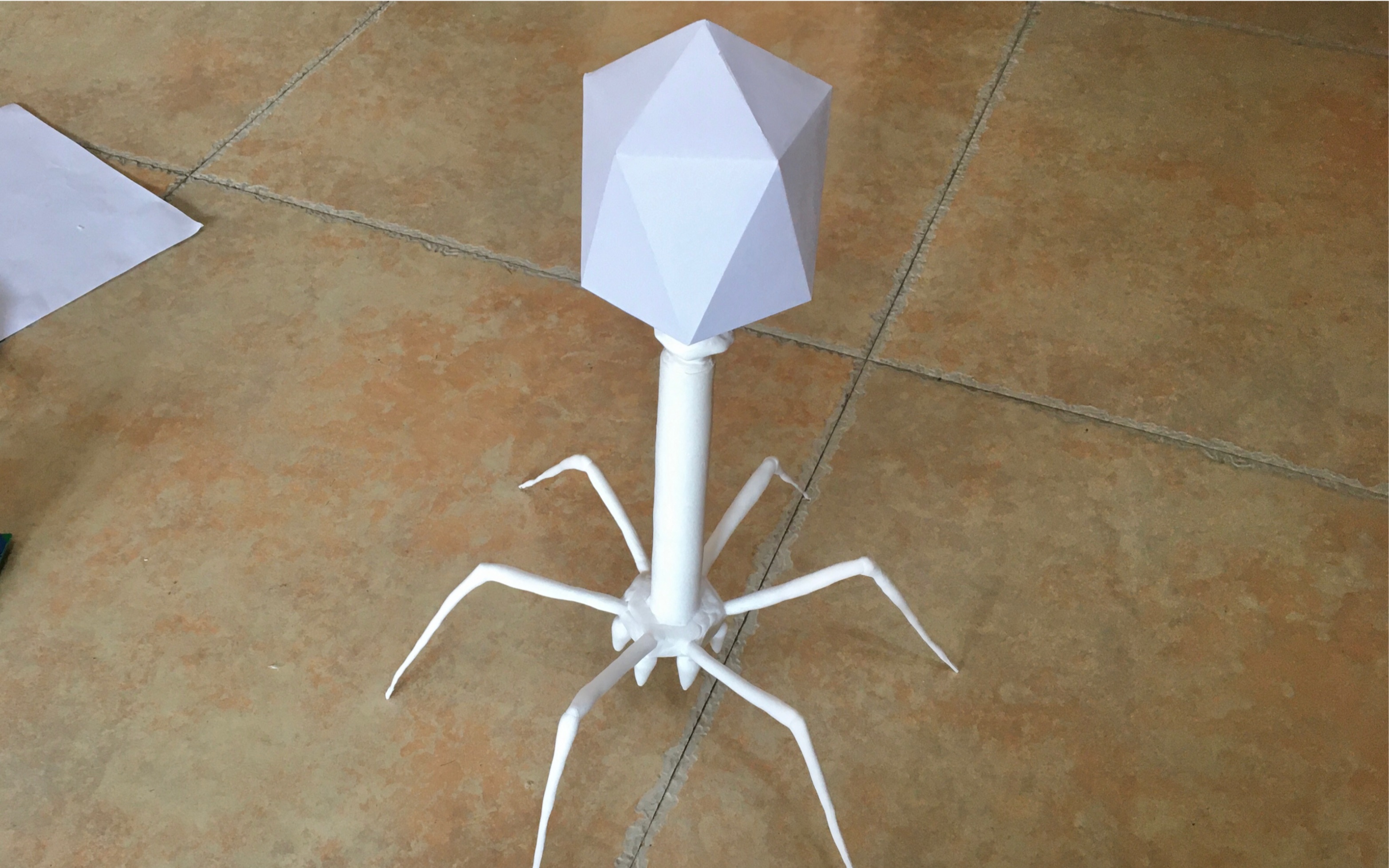 自制T2噬菌体模型